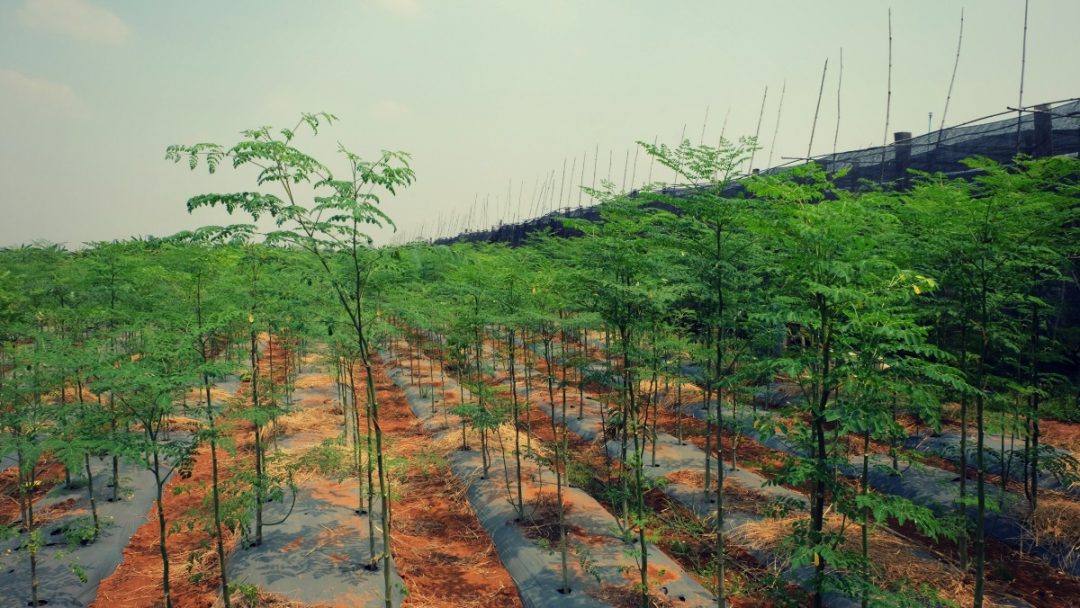 Organic Moringa Farm Visit In Pictures + The Many Uses and Benefits Of ...