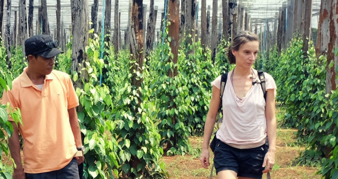 Organic Moringa Farm Visit In Pictures + The Many Uses and Benefits Of ...