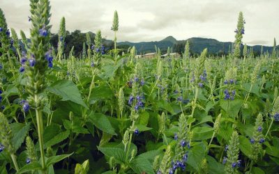 Growing Chia Seed: How to Grow and Harvest Chia The Organic Way ...